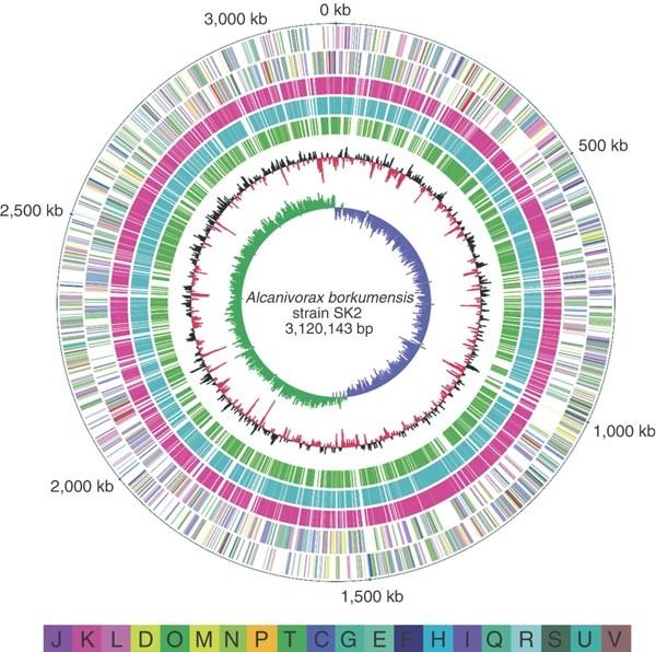 Genome sequence of the ubiquitous hydrocarbon-degrading marine ...