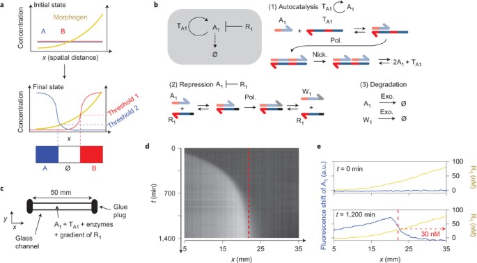 Synthesis and materialization of a reaction–diffusion French flag ...