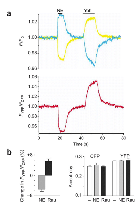 Molecular basis of inverse agonism in a G protein–coupled receptor ...
