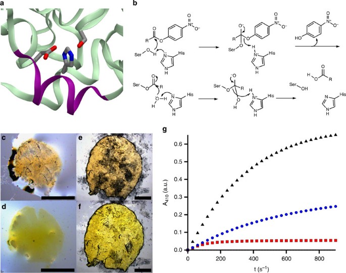 Enzyme activity in liquid lipase melts as a step towards solvent-free ...