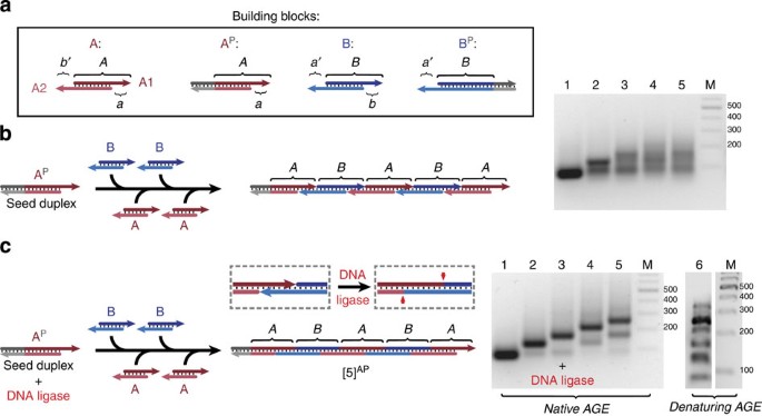 Sequential growth of long DNA strands with user-defined patterns for ...