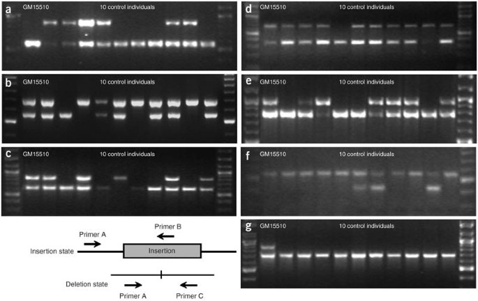 Fine-scale structural variation of the human genome | Nature Genetics