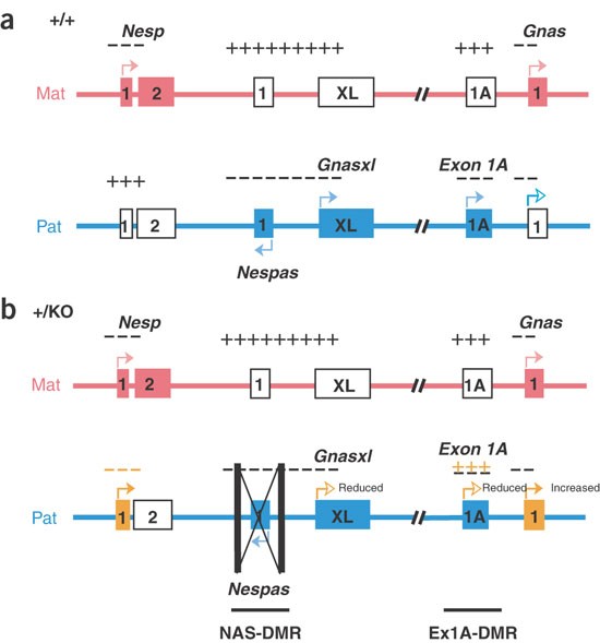Identification of an imprinting control region affecting the expression ...
