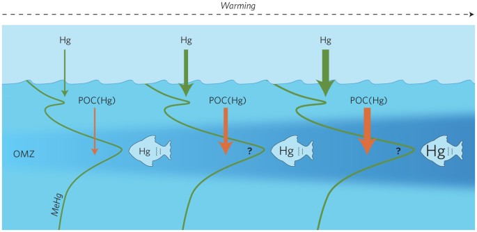 Methylmercury manufacture | Nature Geoscience