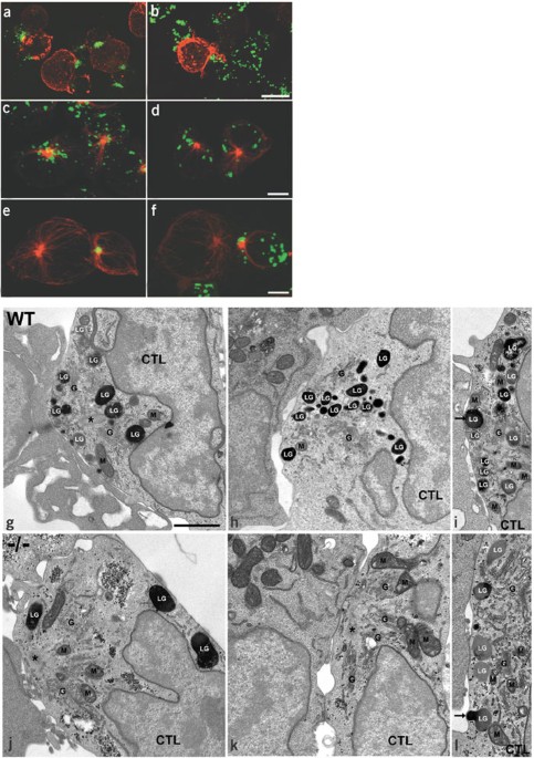 Adaptor protein 3–dependent microtubule-mediated movement of lytic ...