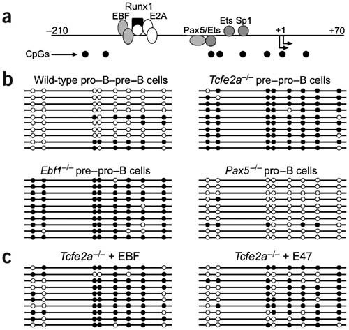 Early B cell factor cooperates with Runx1 and mediates epigenetic ...