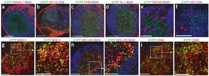 Visualizing dendritic cell networks in vivo | Nature Immunology
