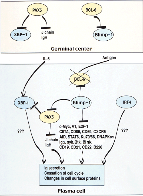 Plasma cells: finding new light at the end of B cell development ...
