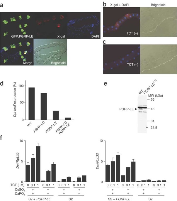 PGRP-LC and PGRP-LE have essential yet distinct functions in the ...