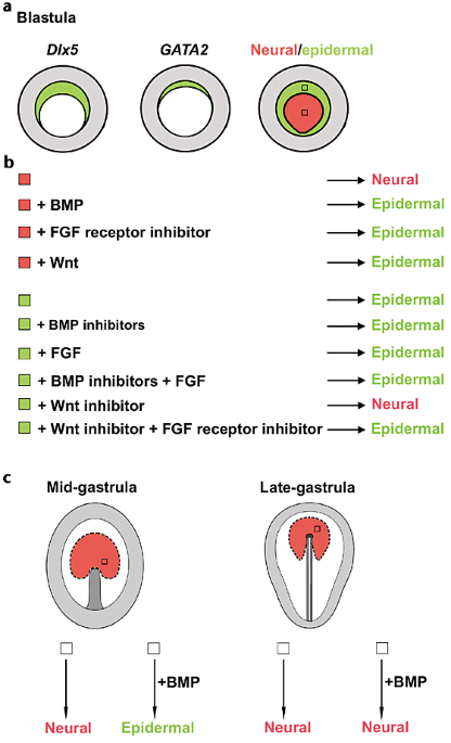Neural induction: toward a unifying mechanism | Nature Neuroscience