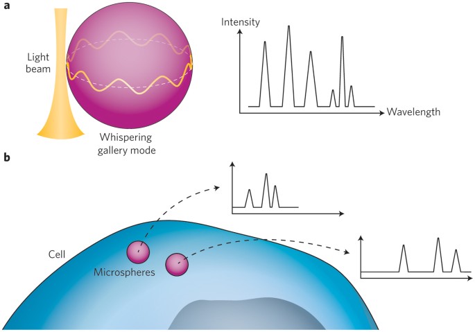 Cellular lasers | Nature Photonics
