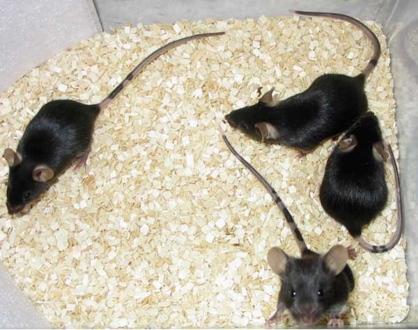 Housing, husbandry and handling of rodents for behavioral experiments ...