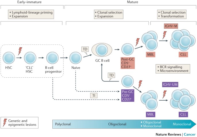 Chronic Lymphocytic Leukemia Diagram