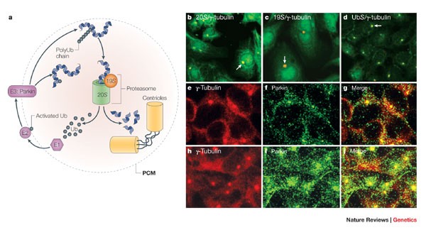 The centrosome in human genetic disease | Nature Reviews Genetics