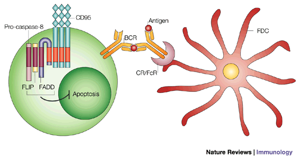 Are follicular dendritic cells really good for nothing? | Nature ...