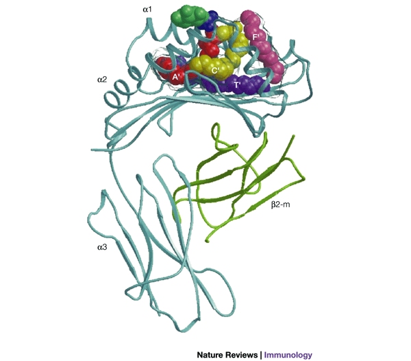 Intracellular pathways of CD1 antigen presentation | Nature Reviews ...