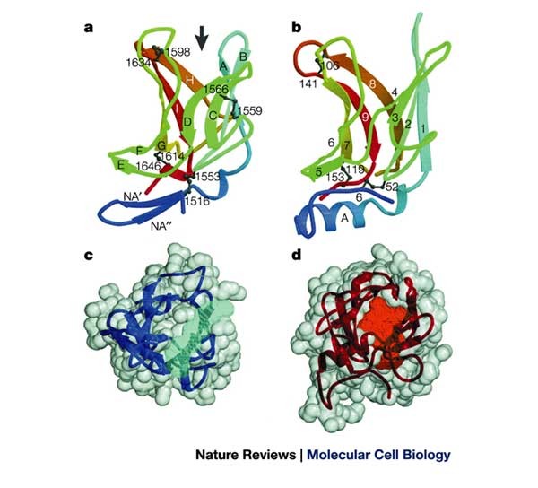 Mannose 6-phosphate receptors: new twists in the tale | Nature Reviews ...