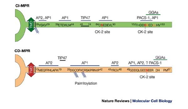 Mannose 6-phosphate receptors: new twists in the tale | Nature Reviews ...