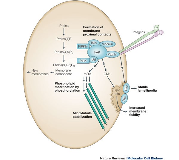 Focal adhesion kinase: in command and control of cell motility | Nature ...