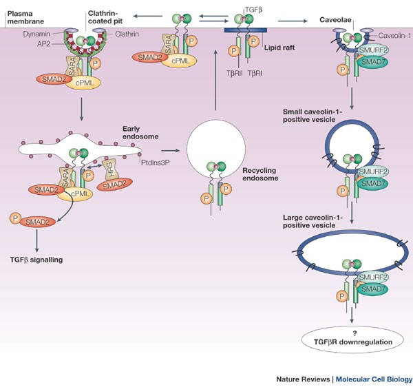 Clathrin And Non Clathrin Mediated Endocytic Regulation Of Cell