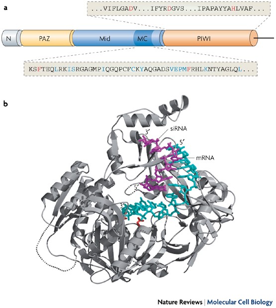 Argonaute proteins: key players in RNA silencing | Nature Reviews ...
