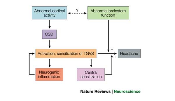 Neurobiology of migraine | Nature Reviews Neuroscience