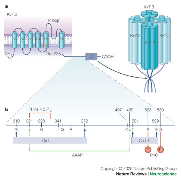 Pathways modulating neural KCNQ/M (Kv7) potassium channels | Nature Reviews Neuroscience