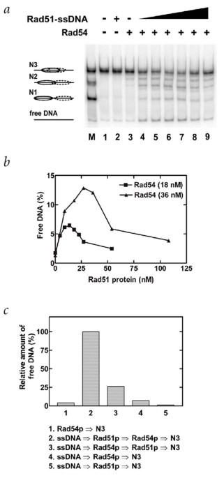 Rad54 protein possesses chromatin-remodeling activity stimulated by the ...