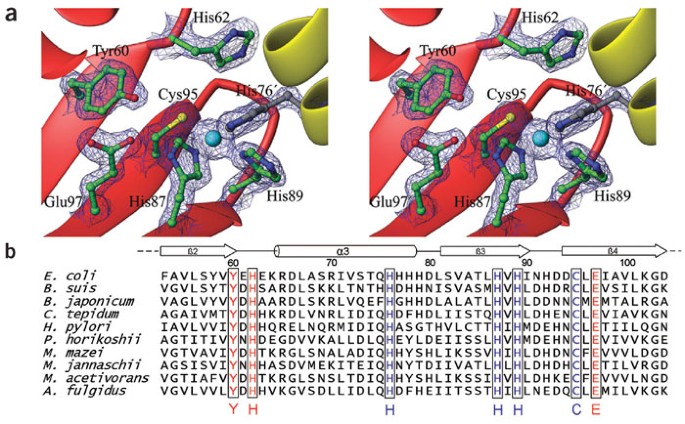 Crystal structure of the nickel-responsive transcription factor NikR ...