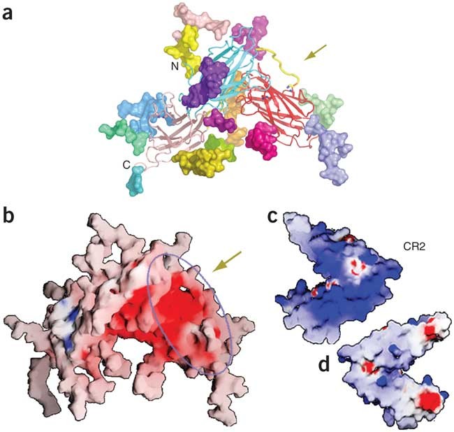 Structure of the Epstein-Barr virus major envelope glycoprotein ...