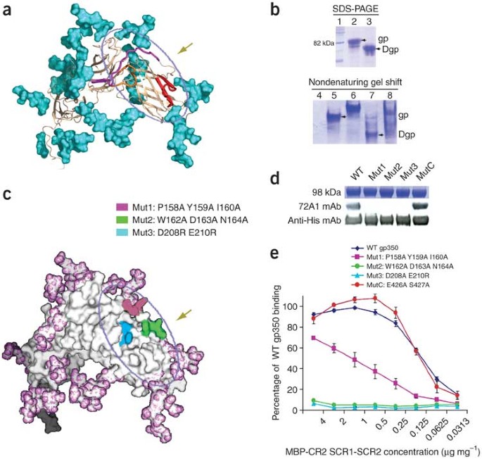 Structure of the Epstein-Barr virus major envelope glycoprotein ...