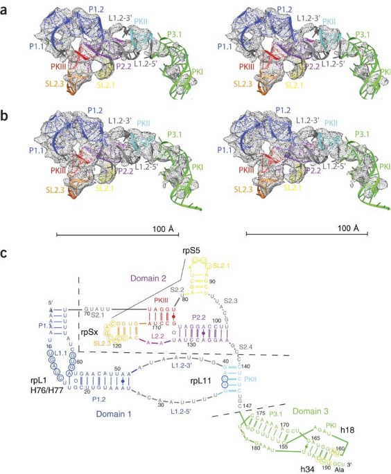 Structure of the ribosome-bound cricket paralysis virus IRES RNA ...