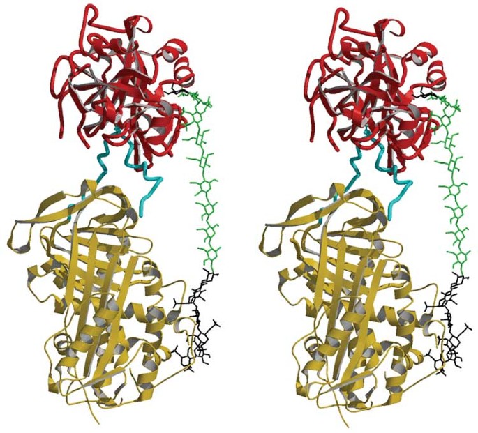 The ternary complex of antithrombin–anhydrothrombin–heparin reveals the ...