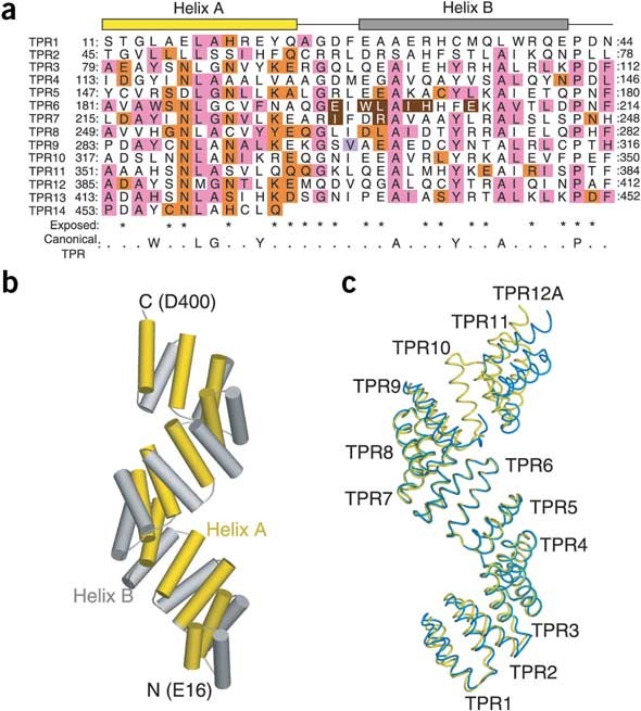 The superhelical TPR-repeat domain of O-linked GlcNAc transferase ...