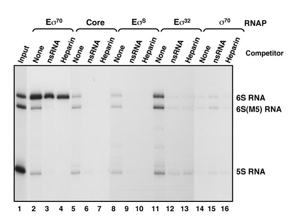 A highly conserved 6S RNA structure is required for regulation of ...