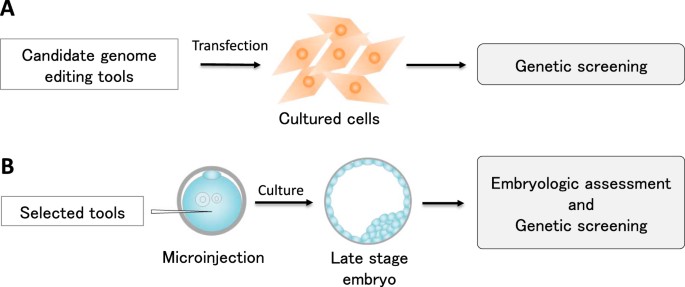 Genetic engineering in nonhuman primates for human disease modeling ...