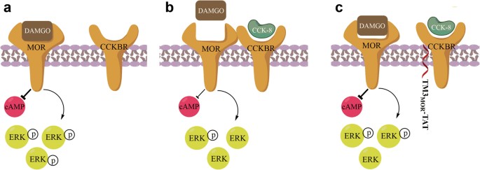 Heteromerization of μ-opioid receptor and cholecystokinin B receptor ...