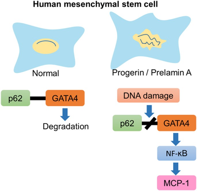 GATA4-dependent regulation of the secretory phenotype via MCP-1 ...