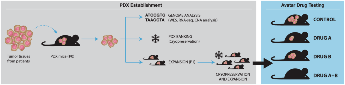 Studying cancer immunotherapy using patient-derived xenografts (PDXs ...