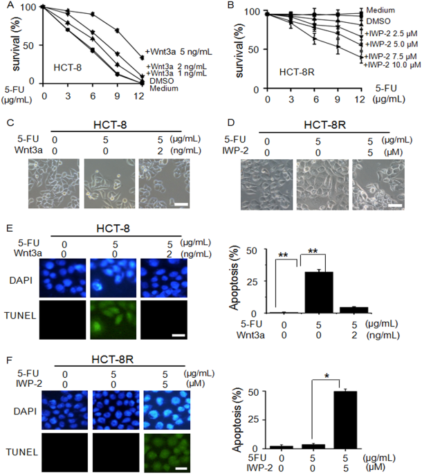 Wnt pathway is involved in 5-FU drug resistance of colorectal cancer ...