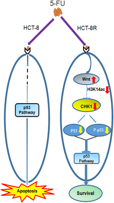 Wnt pathway is involved in 5-FU drug resistance of colorectal cancer ...