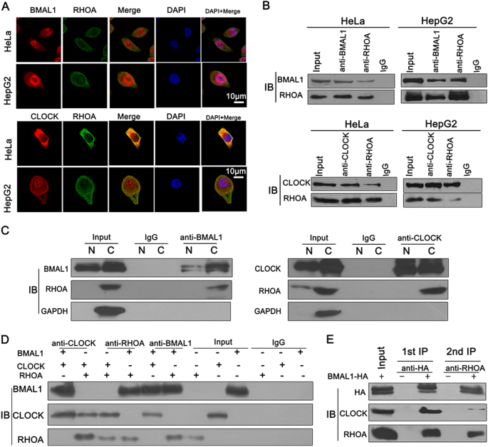 CLOCK and BMAL1 stabilize and activate RHOA to promote F-actin ...