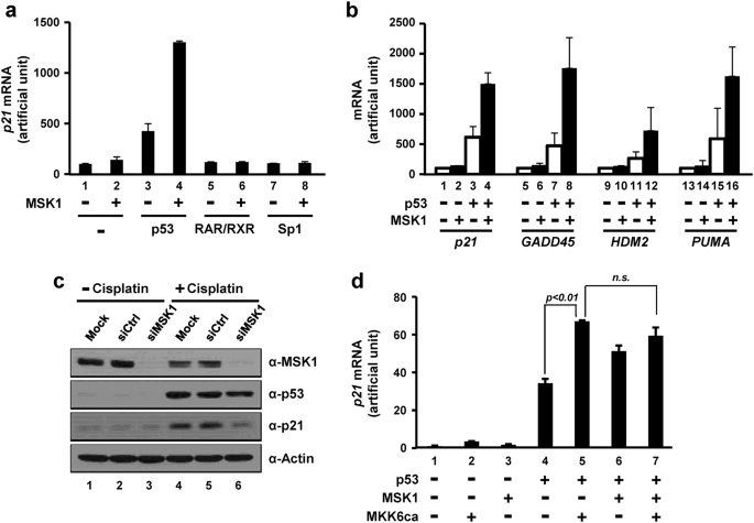 MSK1 functions as a transcriptional coactivator of p53 in the regulation of p21 gene expression ...