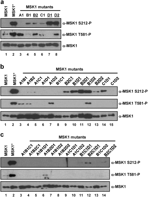 MSK1 functions as a transcriptional coactivator of p53 in the regulation of p21 gene expression ...