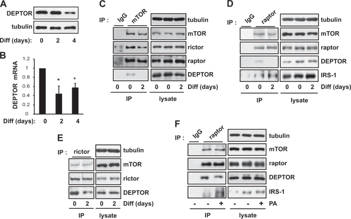 Differential regulation of mTORC1 and mTORC2 is critical for 8-Br-cAMP ...