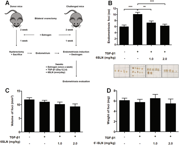 Increased α2-6 sialylation of endometrial cells contributes to the ...