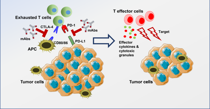 Immune checkpoint inhibitors: recent progress and potential biomarkers ...