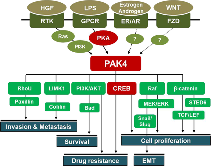 PAK4 signaling in health and disease: defining the PAK4–CREB axis ...