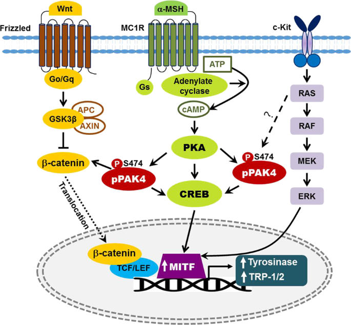 PAK4 signaling in health and disease: defining the PAK4–CREB axis ...