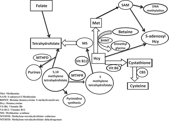Disturbed homocysteine metabolism is associated with cancer ...